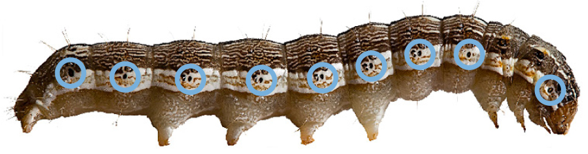 Guía de indentificación de lepidópteros plaga de cultivos hortícolas en ...